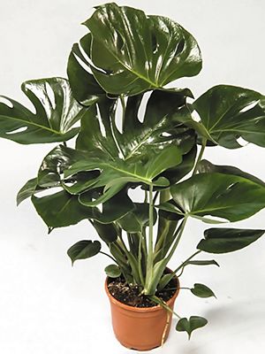 Монстера делікатесна Tauerii (1 шт) купити в інтернет магазині | Сib.net.ua